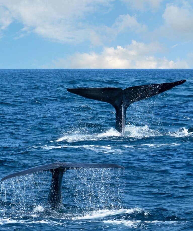 The Ultimate Guide to Whale Watching in Trincomalee, Sri Lanka | Lanka Adventure Explorers