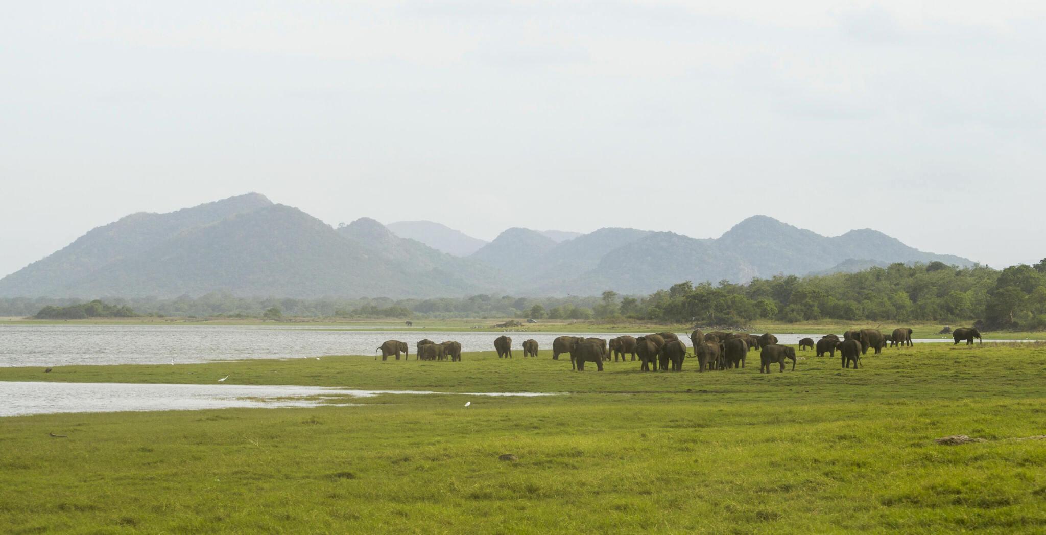Minneriya National Park | Lanka Adventure Explorers