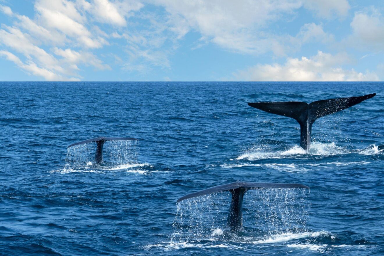 The Ultimate Guide to Whale Watching in Trincomalee, Sri Lanka | Lanka Adventure Explorers