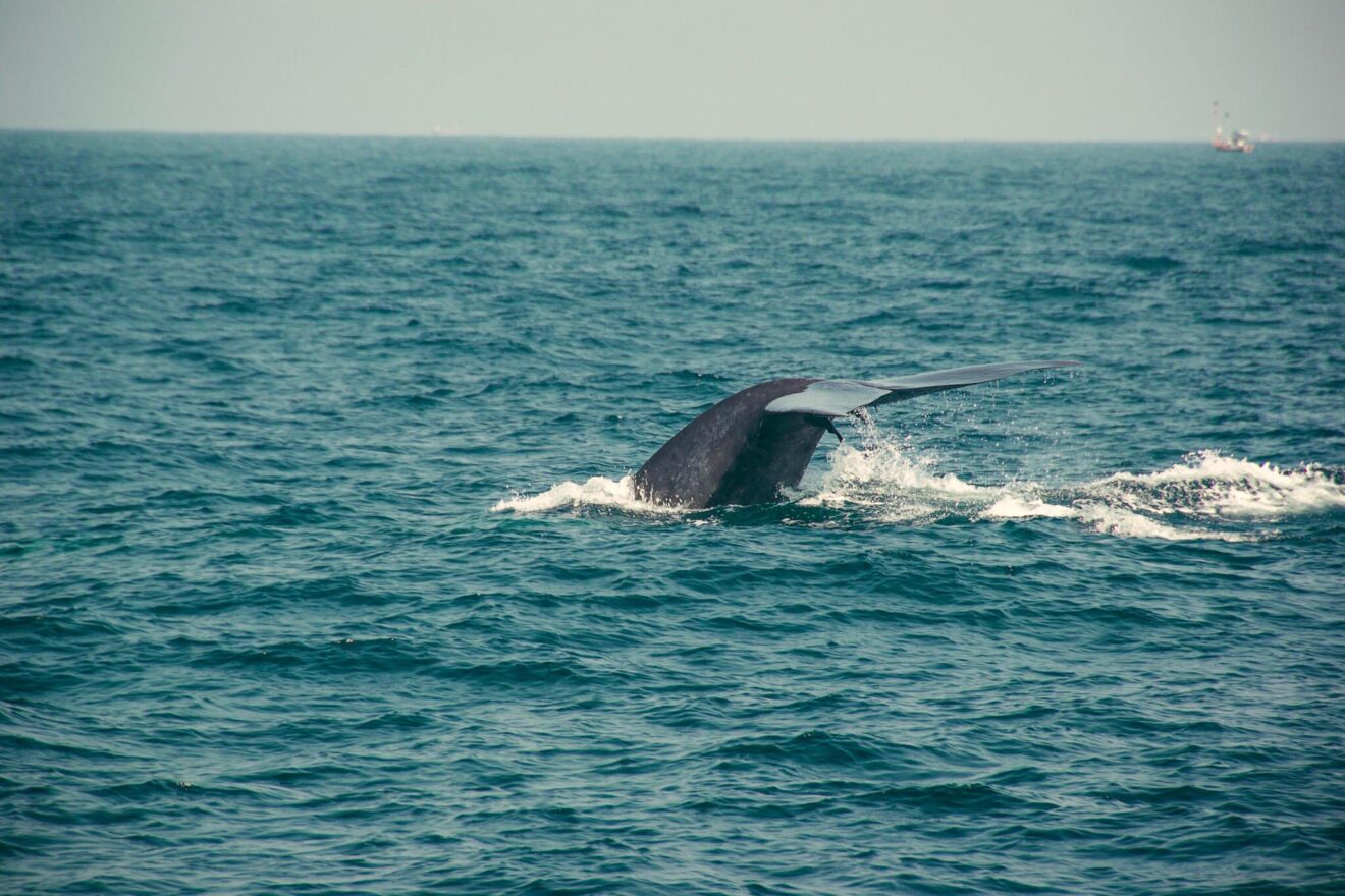 The Ultimate Guide to Whale Watching in Trincomalee, Sri Lanka | Lanka Adventure Explorers