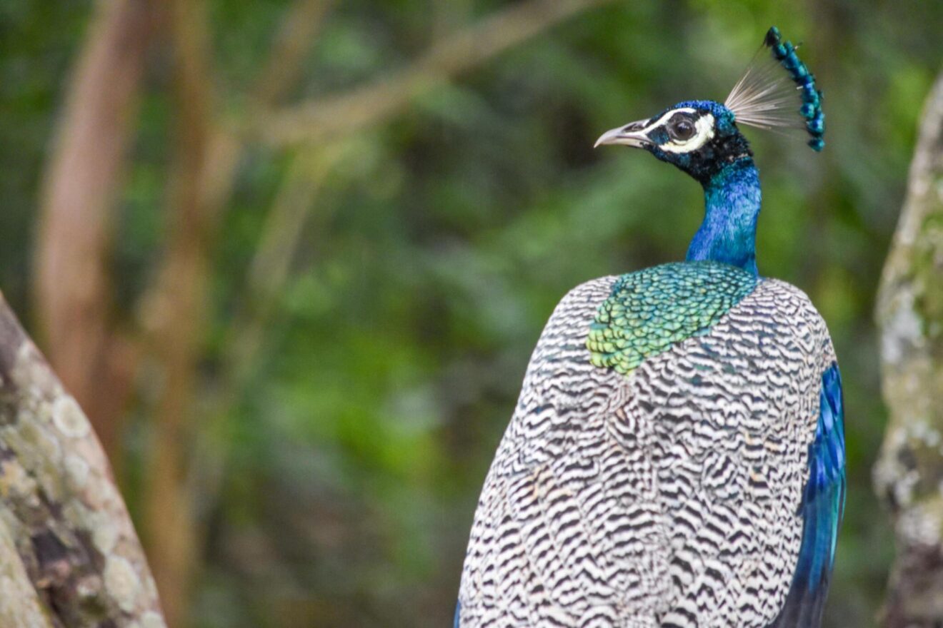 Wilpattu National Park | Lanka Adventure Explorers