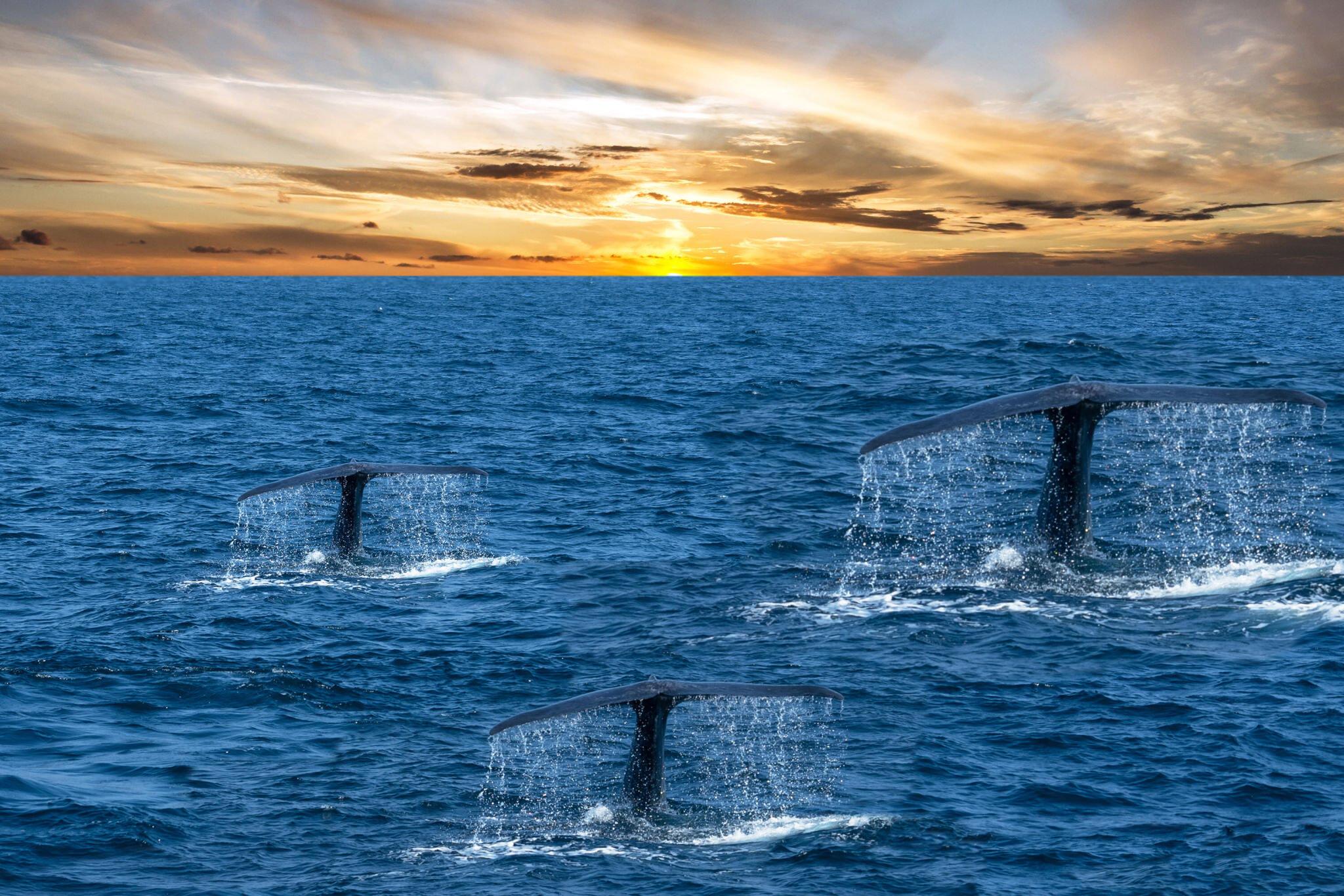 Whale Watching in Mirissa | Lanka Adventure Explorers