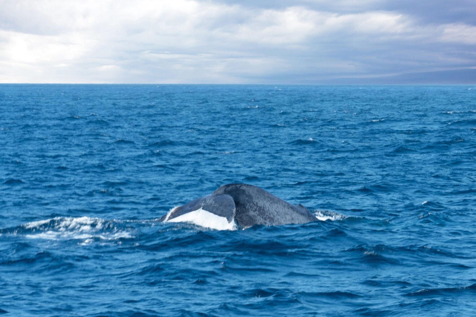 Mirissa Whale Watching Tour | Lanka Adventure Explorers